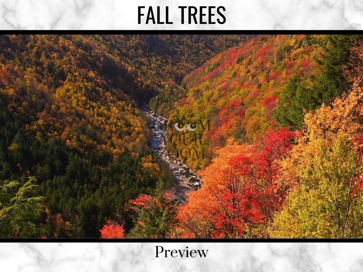 Fall Trees Zoom Background 4 Virtual Backgrounds for Video - Etsy
