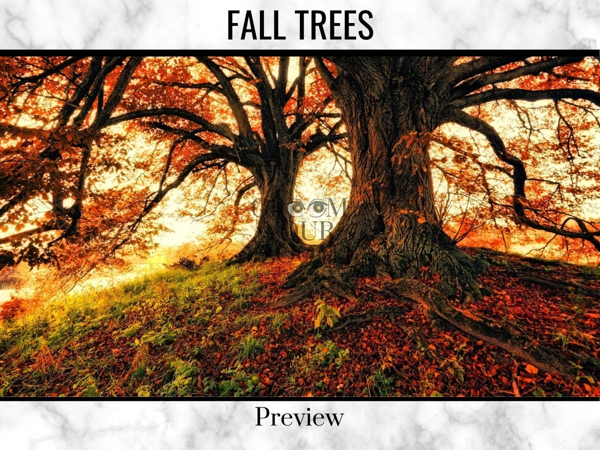 Fall Trees Zoom Background 4 Virtual Backgrounds for Video - Etsy