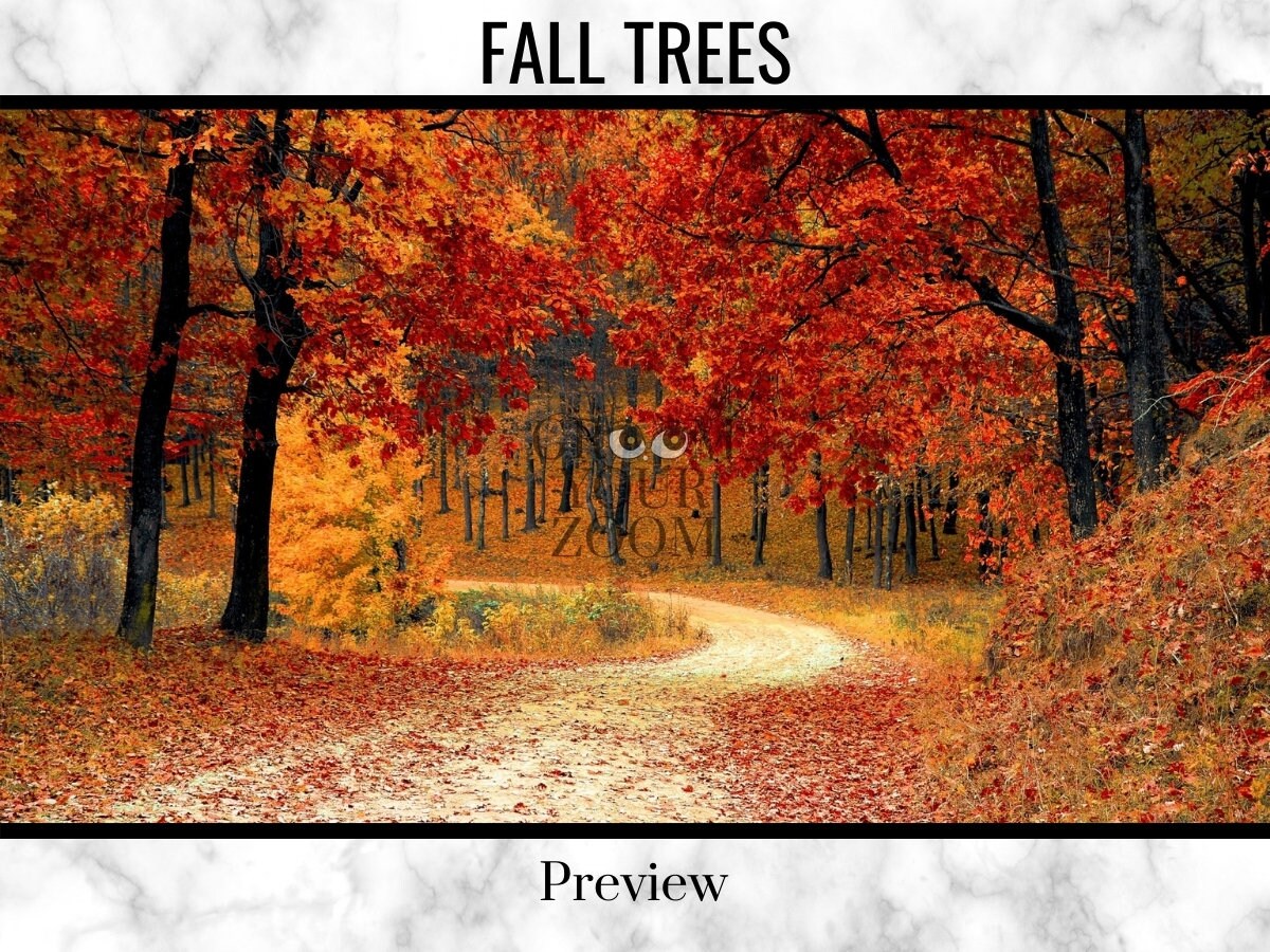 Fall Trees Zoom Background 4 Virtual Backgrounds for Video - Etsy