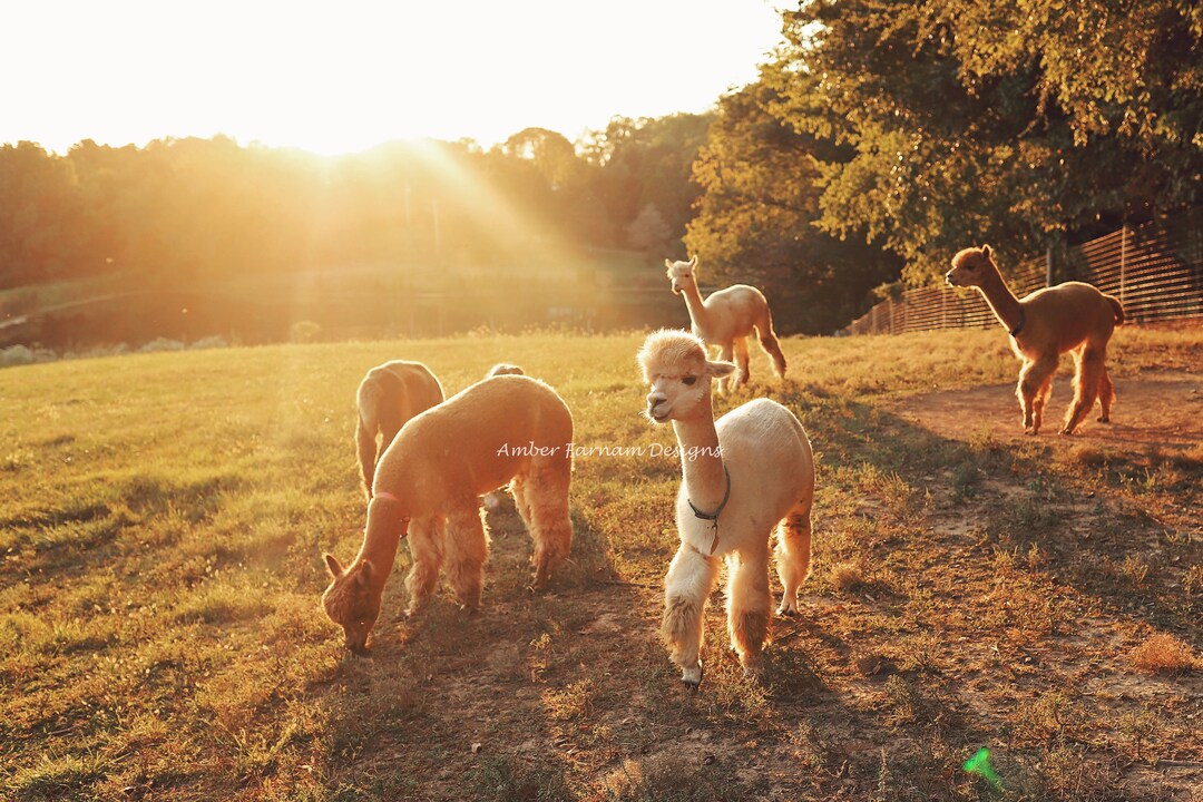 Beautiful Alpacas at Sunset Digital Photo Download 4 X 6 Ratio 17MB ...