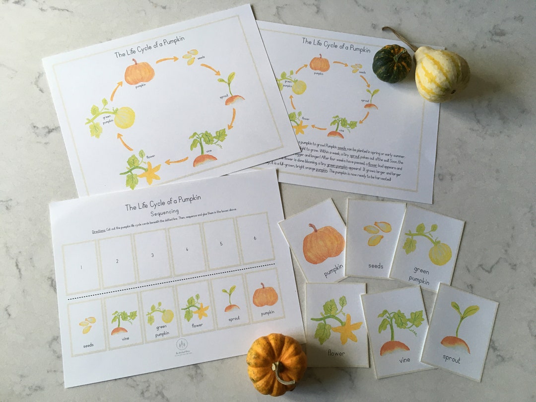 Pumpkin Life Cycle Bundle - Charlotte Mason Nature Study - Etsy