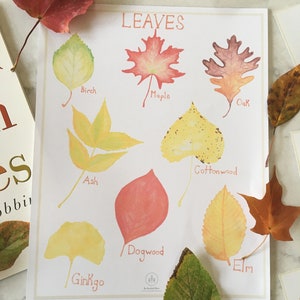 Autumn Leaf Early Learning Bundle - Charlotte Mason Nature Study - Etsy