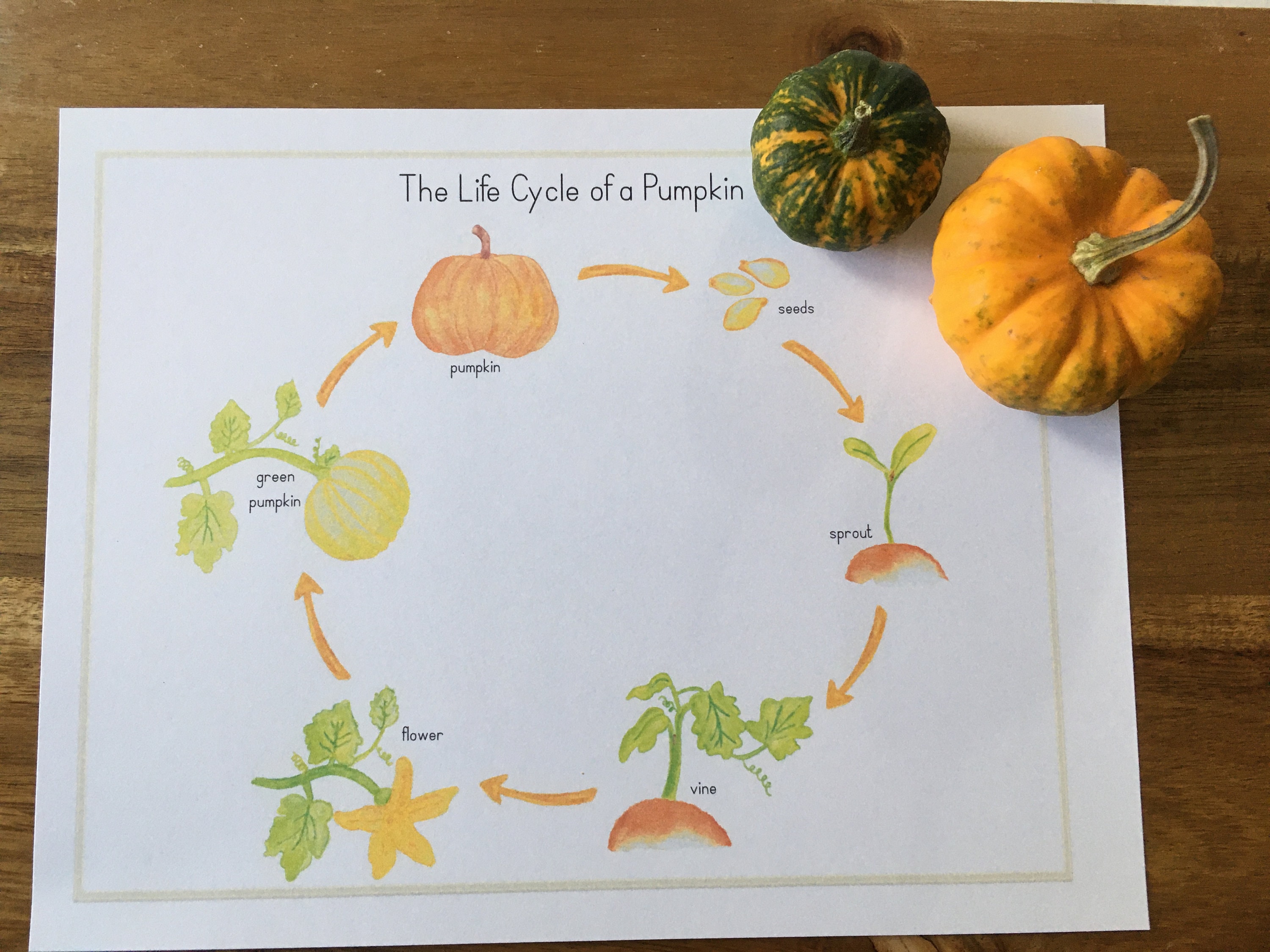 Pumpkin Life Cycle Poster Set - Charlotte Mason Nature Study - Etsy