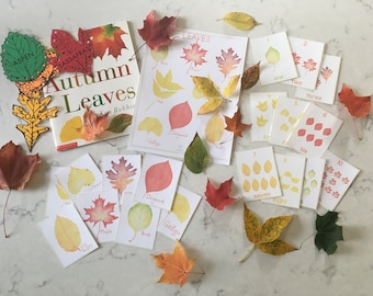 Autumn Leaf Poster - Charlotte Mason Nature Study - Etsy