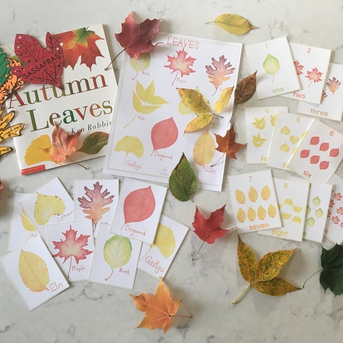 Autumn Leaf Flash Cards Charlotte Mason Nature Study - Etsy