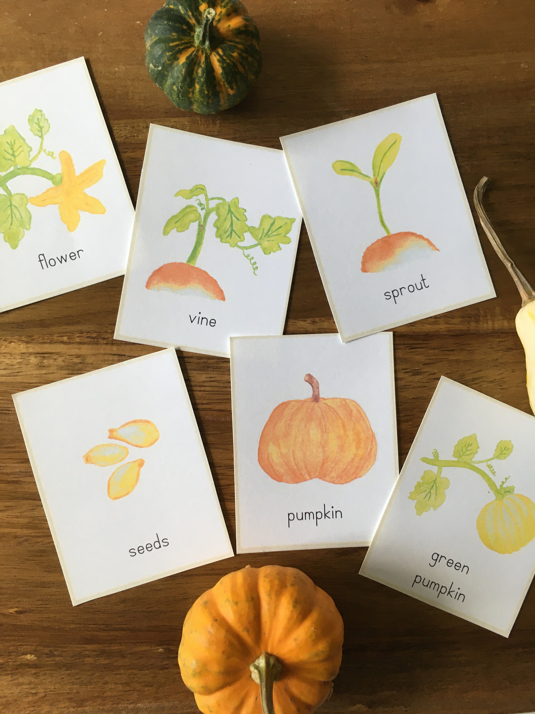 Pumpkin Life Cycle Bundle - Charlotte Mason Nature Study - Etsy