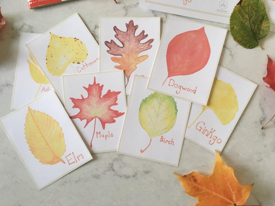 Autumn Leaf Early Learning Bundle - Charlotte Mason Nature Study - Etsy