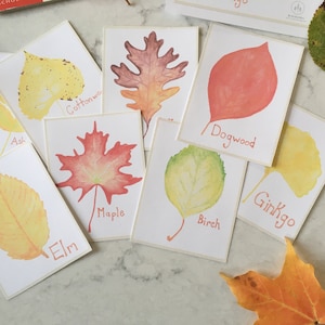 Autumn Leaf Early Learning Bundle - Charlotte Mason Nature Study - Etsy