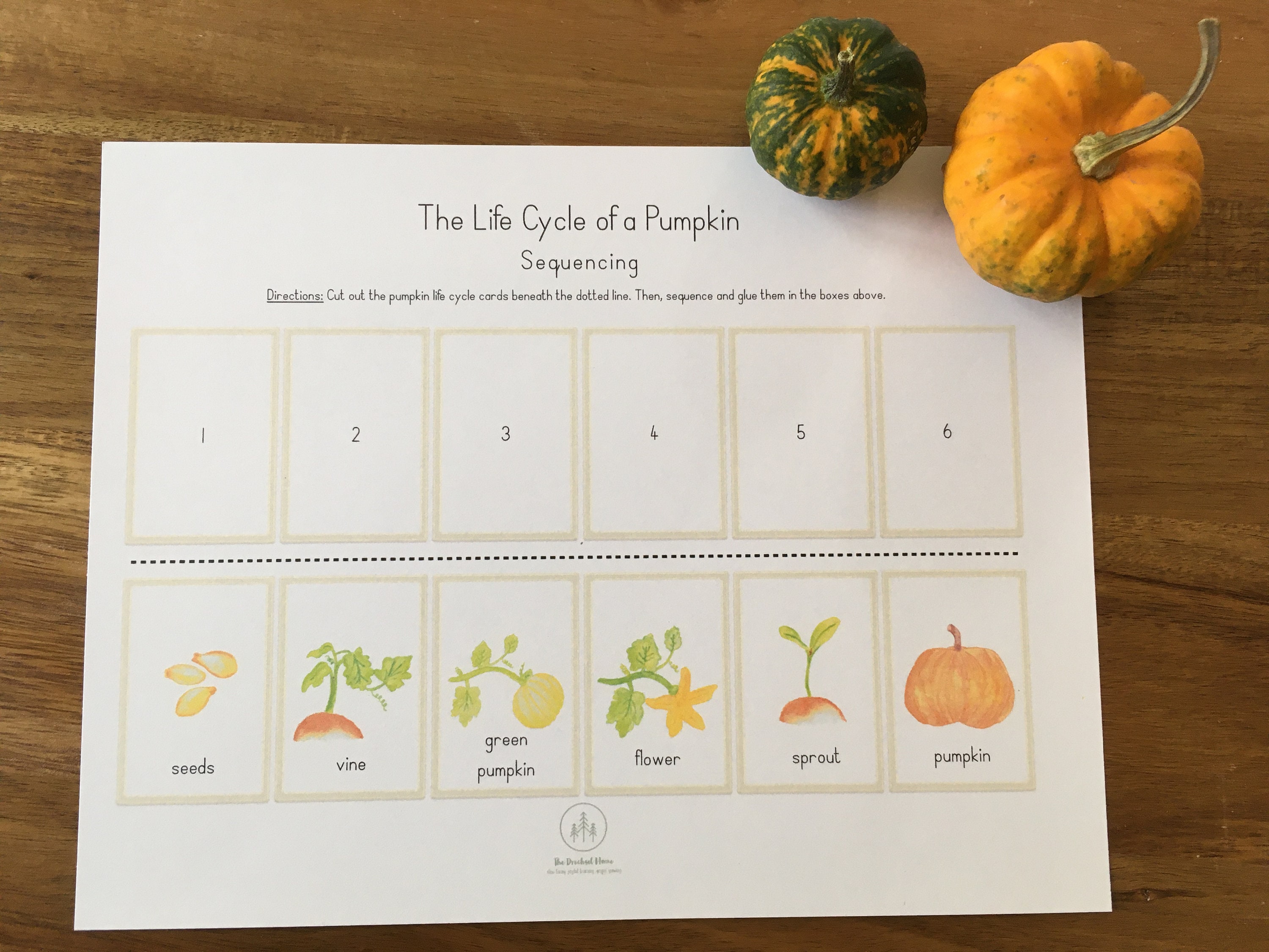Pumpkin Life Cycle Bundle - Charlotte Mason Nature Study - Etsy