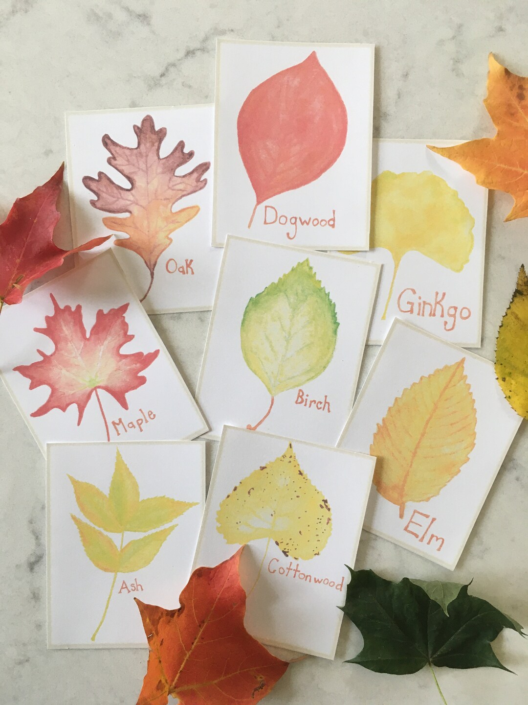 Autumn Leaf Flash Cards - Charlotte Mason Nature Study - Etsy