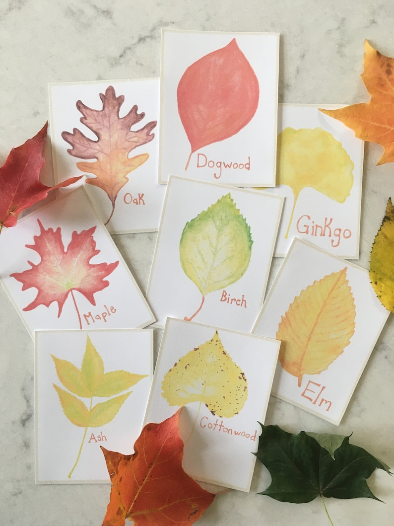 Autumn Leaf Flash Cards - Charlotte Mason Nature Study - Etsy