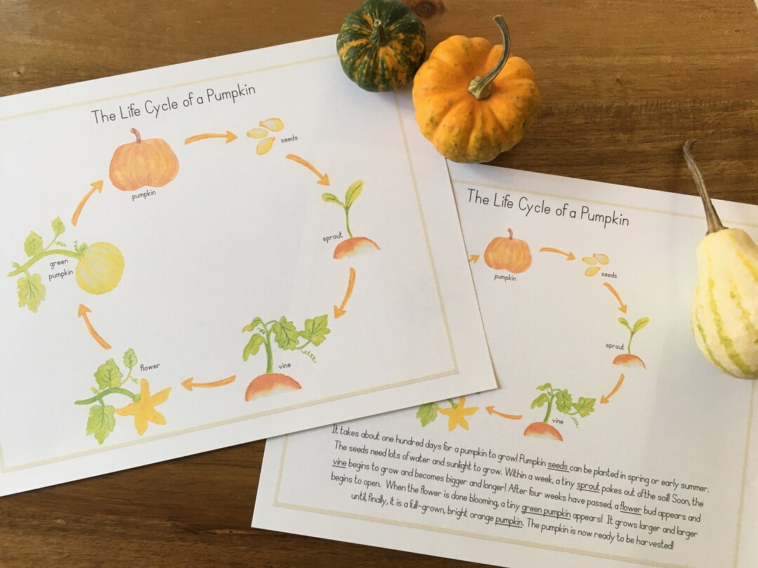 Pumpkin Life Cycle Poster Set - Charlotte Mason Nature Study - Etsy