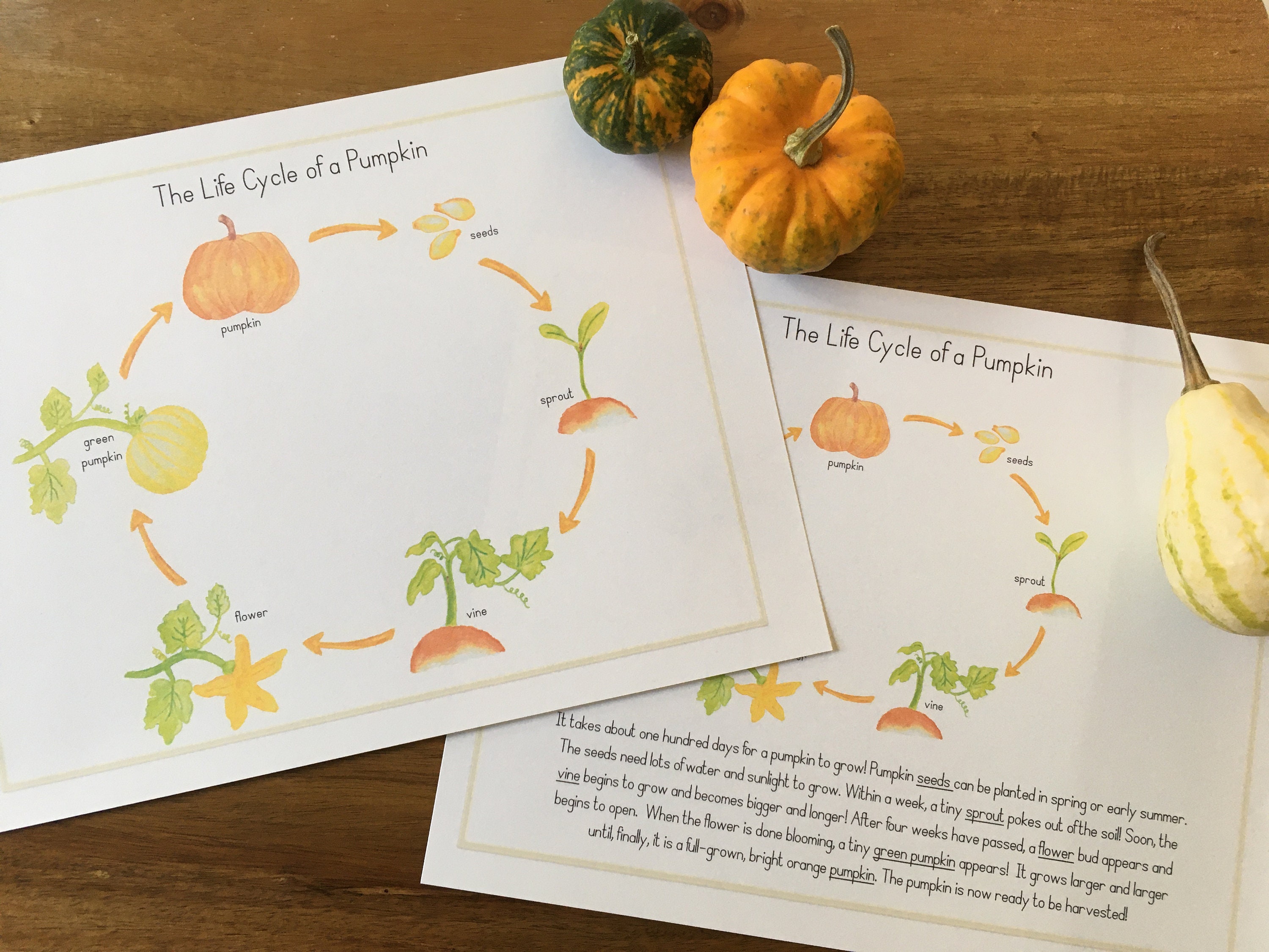 Pumpkin Life Cycle Bundle - Charlotte Mason Nature Study - Etsy