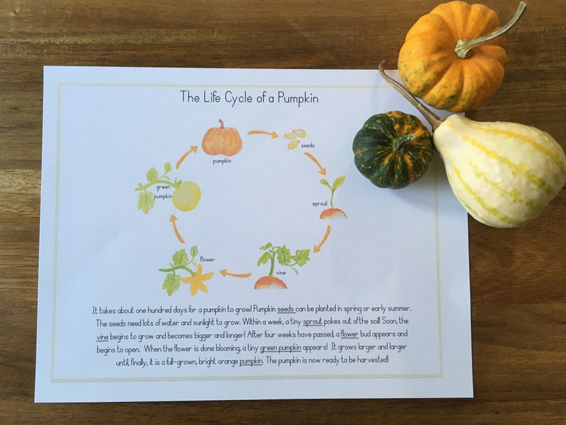 Pumpkin Life Cycle Poster Set - Charlotte Mason Nature Study - Etsy