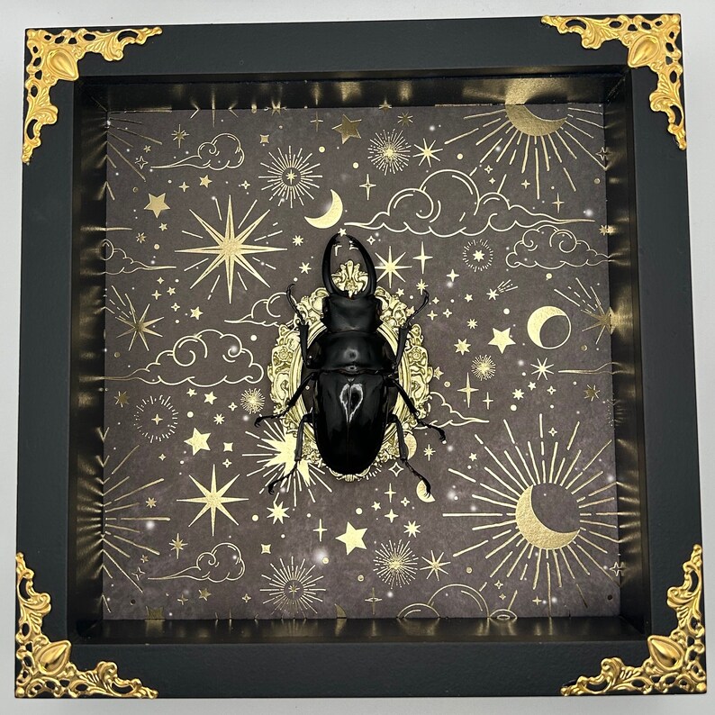Celestial Themed Stag Beetle Display - Etsy