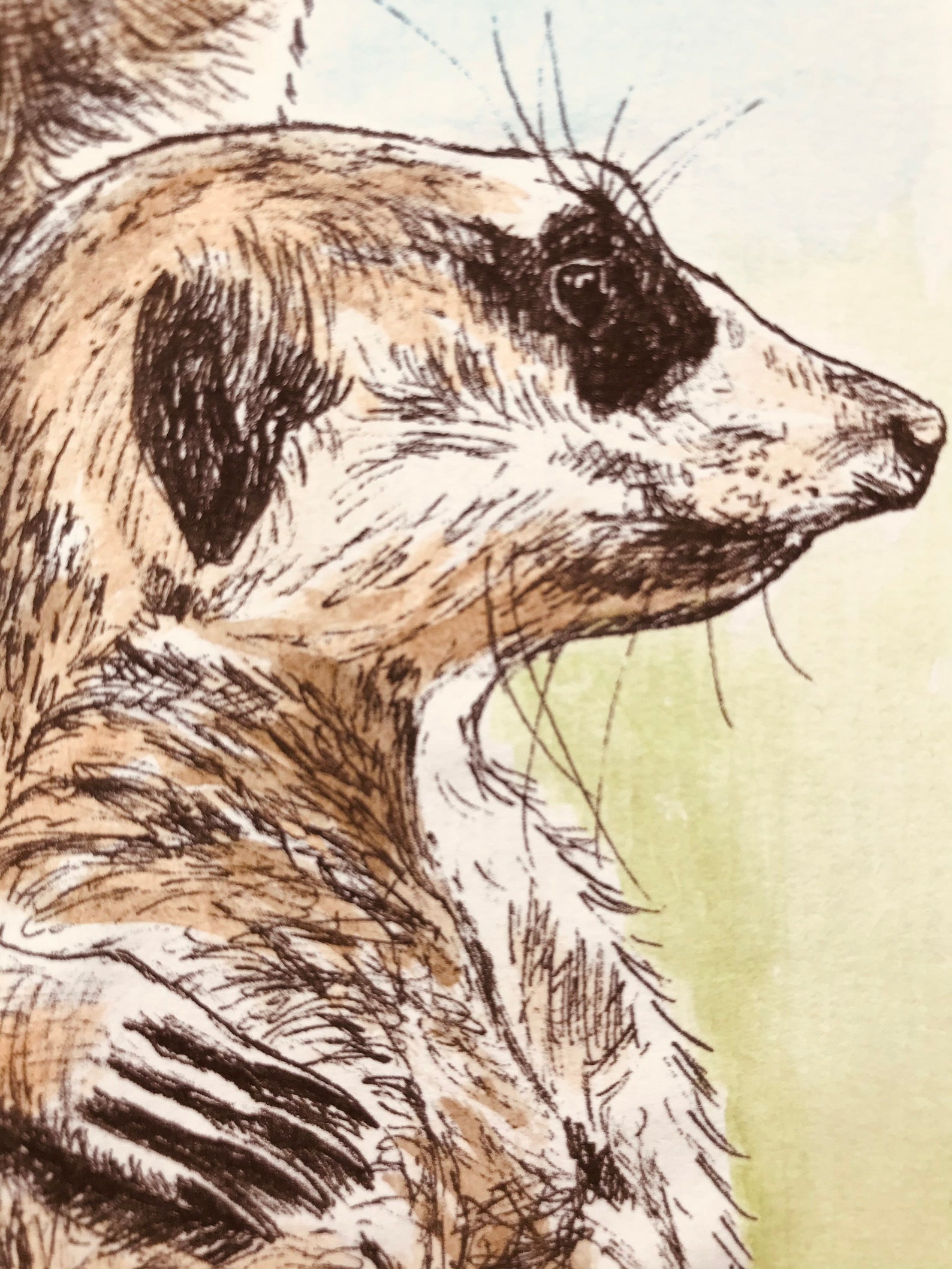 Meerkat Love Greetings Card Anniversary Birthday Childrens - Etsy