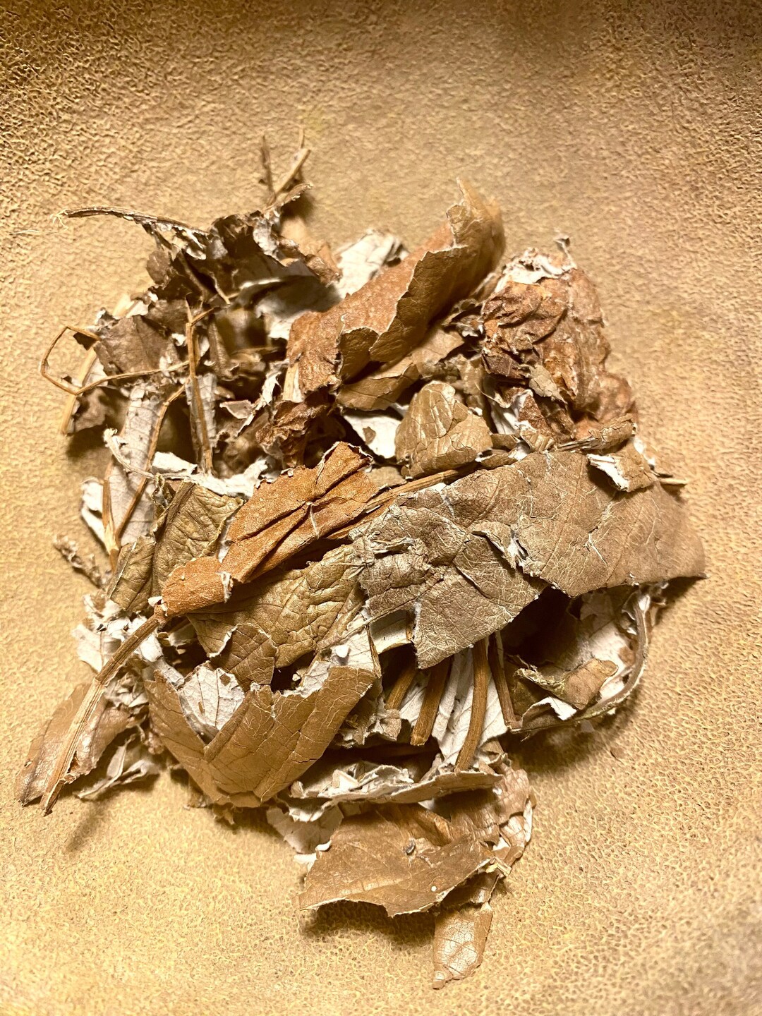 Trumpet Tree/bush Leaf cecropia Peltata - Etsy