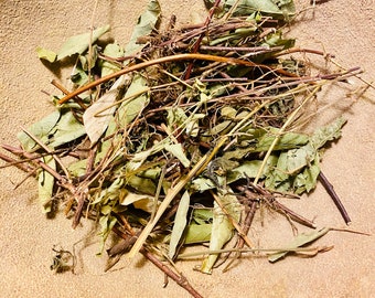 Strong Back Jamaican Herb desmodium Incanum 36 Tea Bags - Etsy