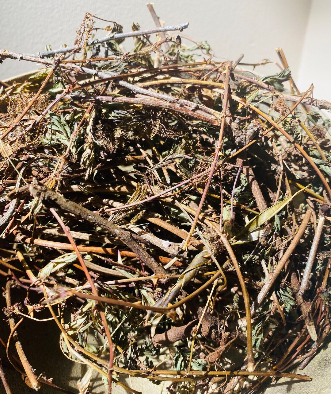 Shame Old Lady/dead and Wake mimosa Pudica - Etsy