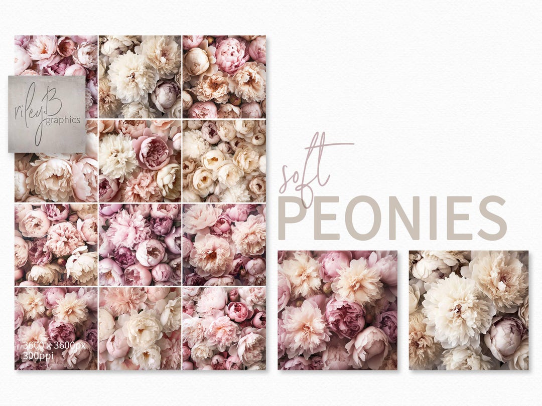 Soft Peonies – Blush and Cream Floral Clusters – Close-up Peony ...