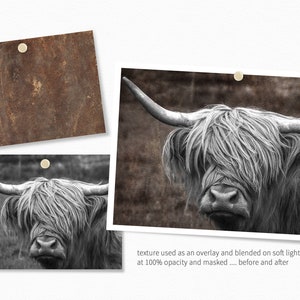 Textures of Texas - Texan Rodeo Images - Texan Longhorn - Texas Star ...