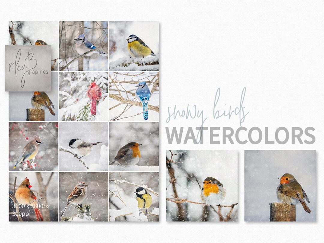 Snowy Birds Watercolors – Winter Songbird Art Prints – Cardinal Robin ...