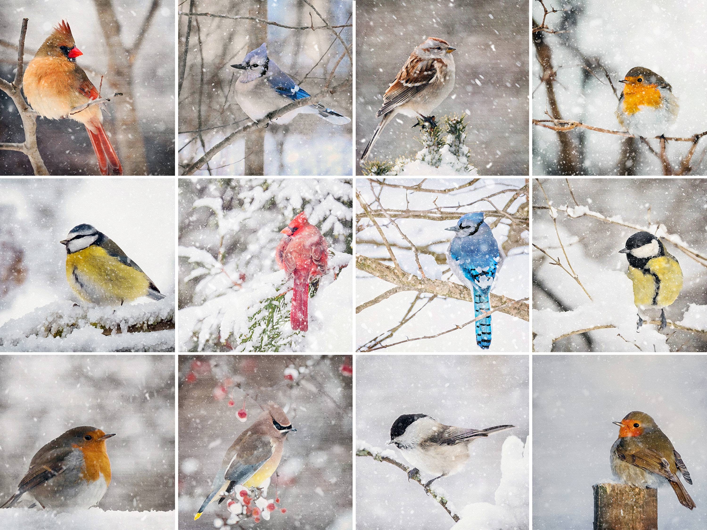 Snowy Birds Digital Watercolors Winter Birds Winter Bird - Etsy