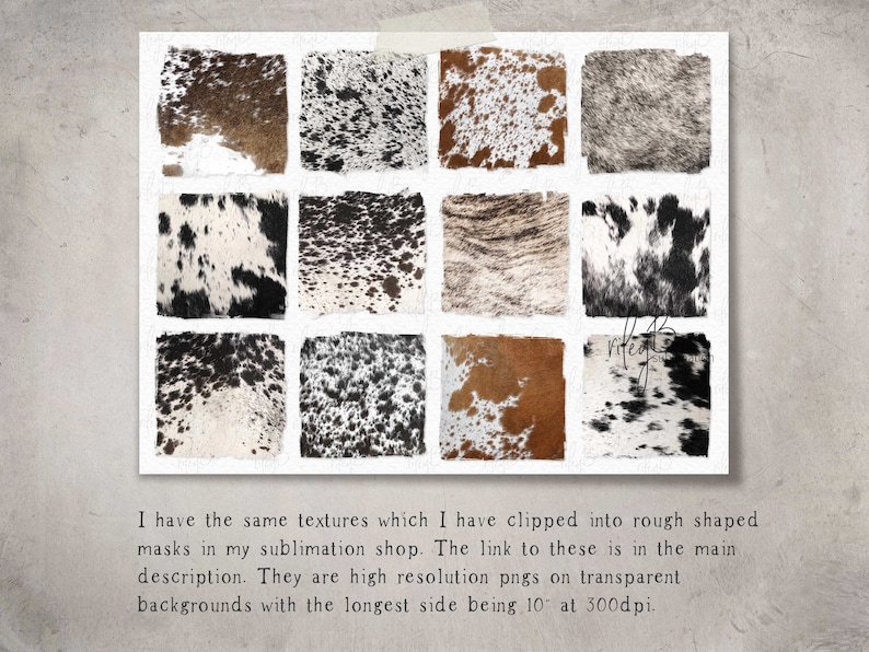 Nguni Hide Textures II - Cowhide Backgrounds - Brown and White Cowhide ...