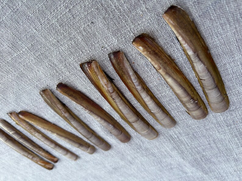 Razor Clam Shells 10 From Pevensey Bay East Sussex - Etsy