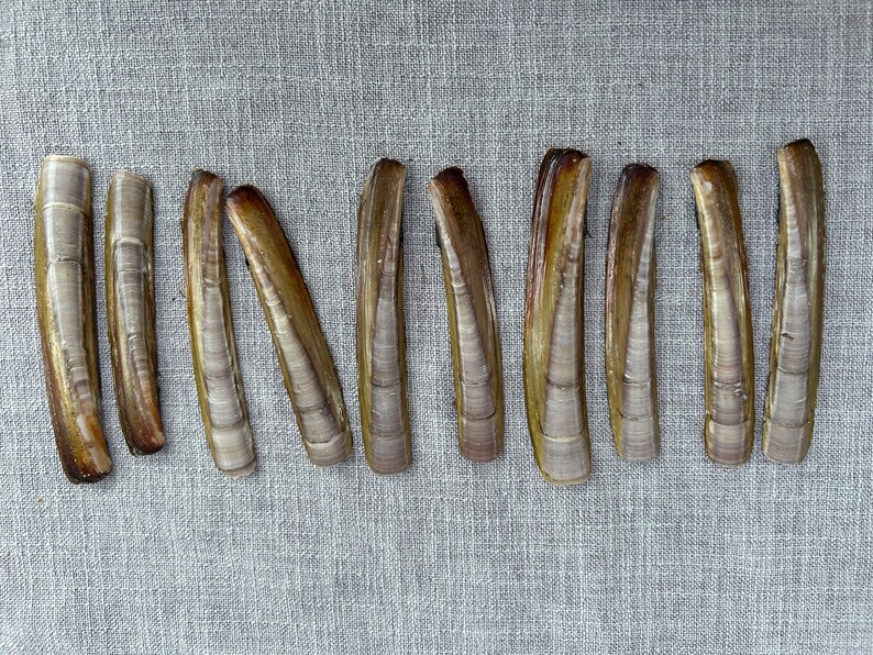 Razor Clam Shells 10 From Pevensey Bay East Sussex - Etsy