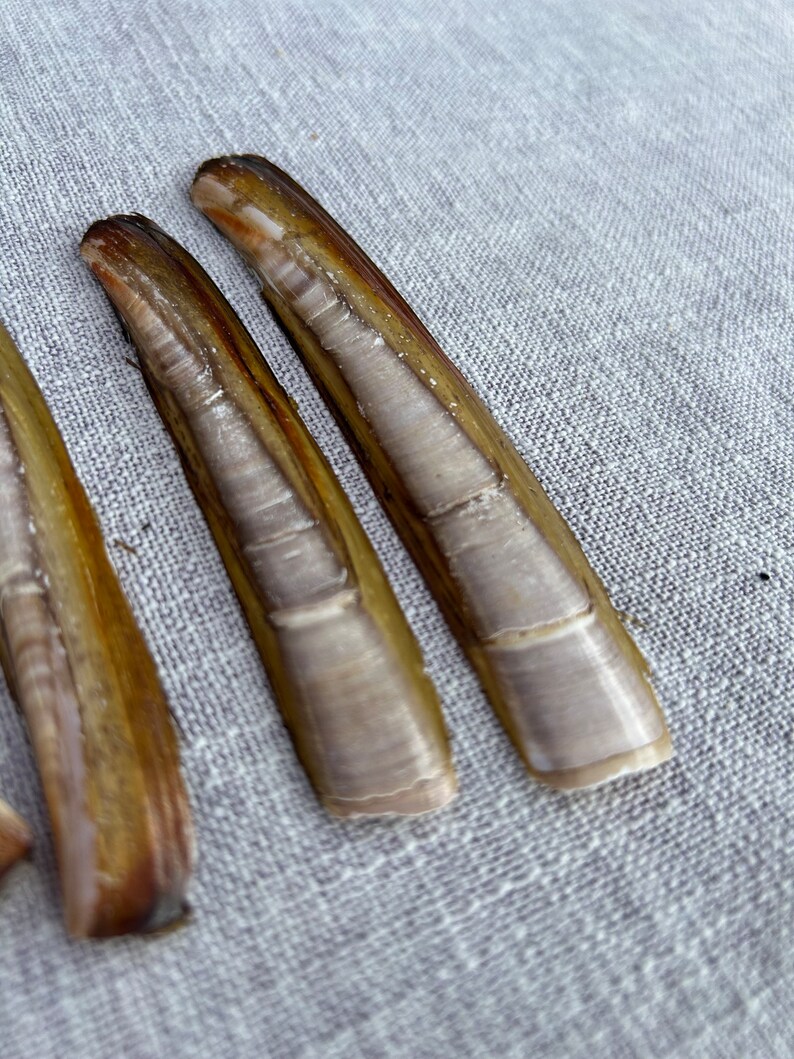 Razor Clam Shells 10 From Pevensey Bay East Sussex - Etsy