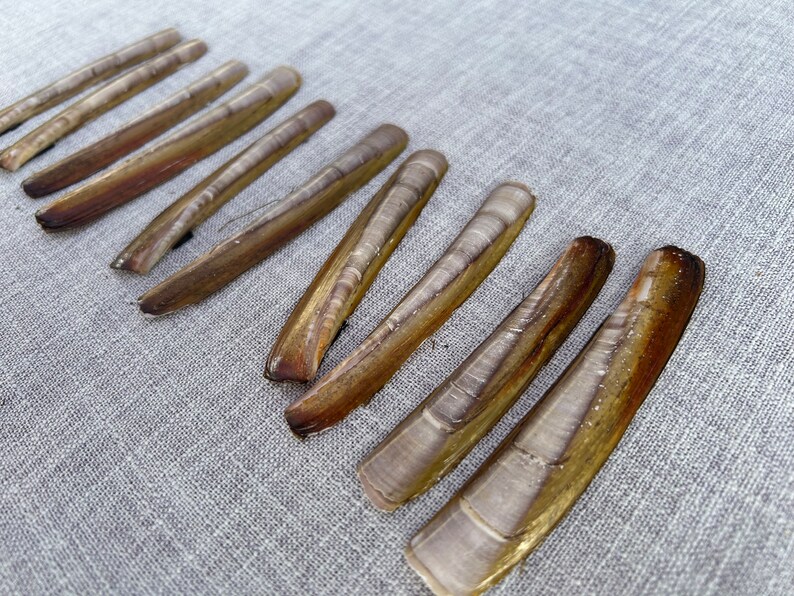 Razor Clam Shells 10 From Pevensey Bay East Sussex - Etsy