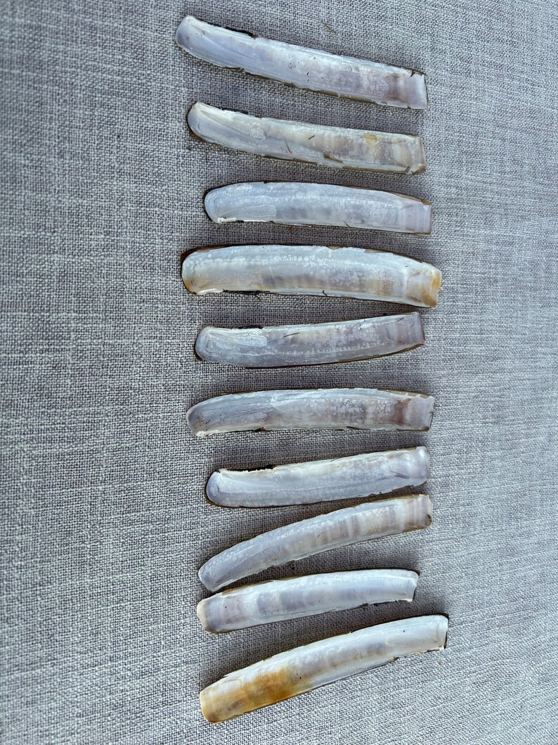 Razor Clam Shells 10 From Pevensey Bay East Sussex - Etsy