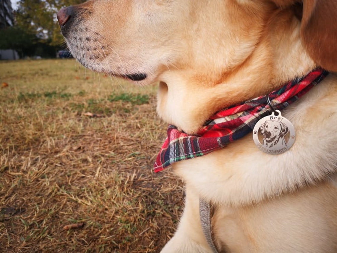 Personalized American Bully Dog Tag: Engraved Stainless Steel Pet ID - Etsy
