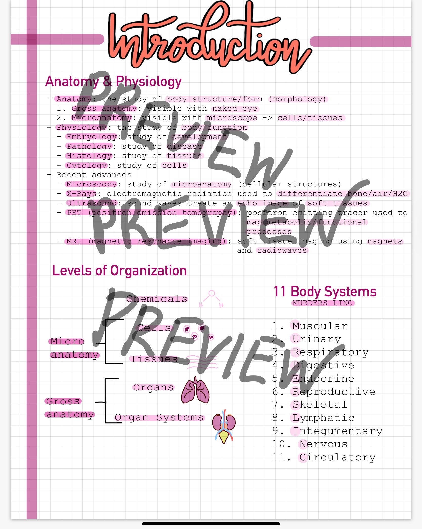 Introduction To Anatomy And Physiology Note Package Etsy Introduction To Anatomy And Physiology Note Package Etsy