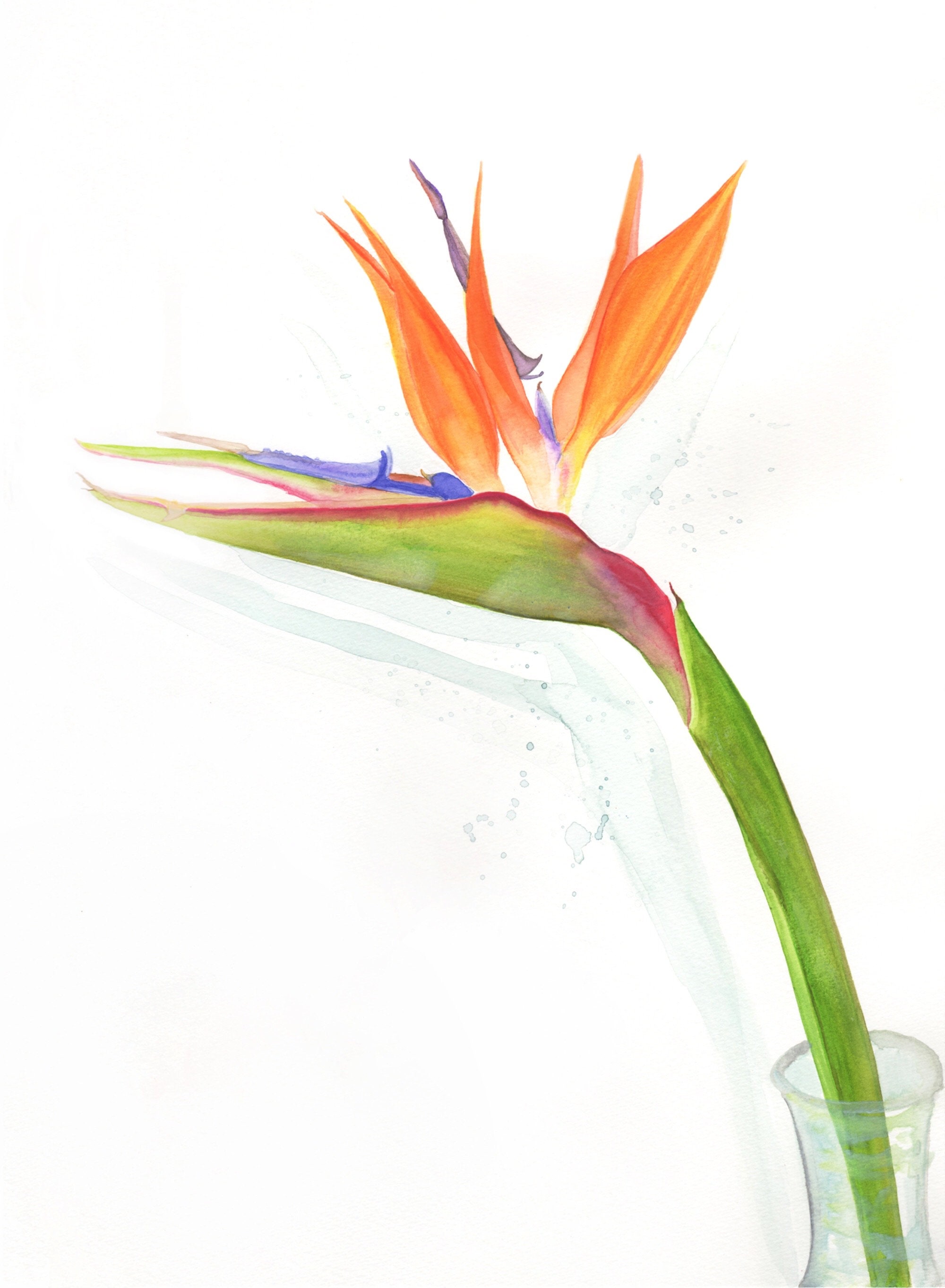 Watercolor Wall Art Bird of Paradise Tropical PRINT 8x10 11x14 - Etsy