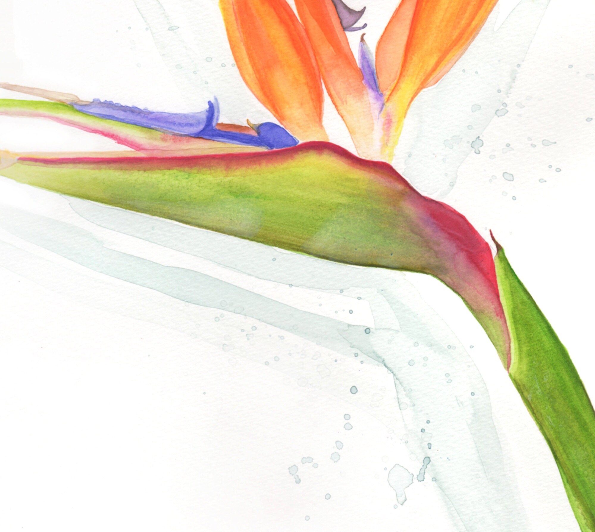 Watercolor Wall Art Bird of Paradise Tropical PRINT 8x10 11x14 - Etsy