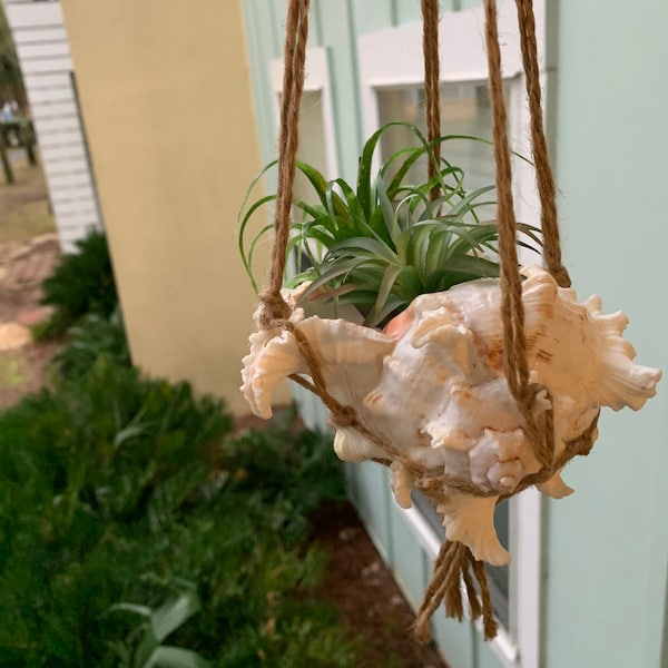 Shell Planter - Etsy