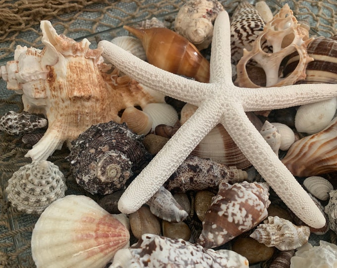 Glass Shell Tray, Coastal Decor, Beach Decor, Shells, Centerpiece ...