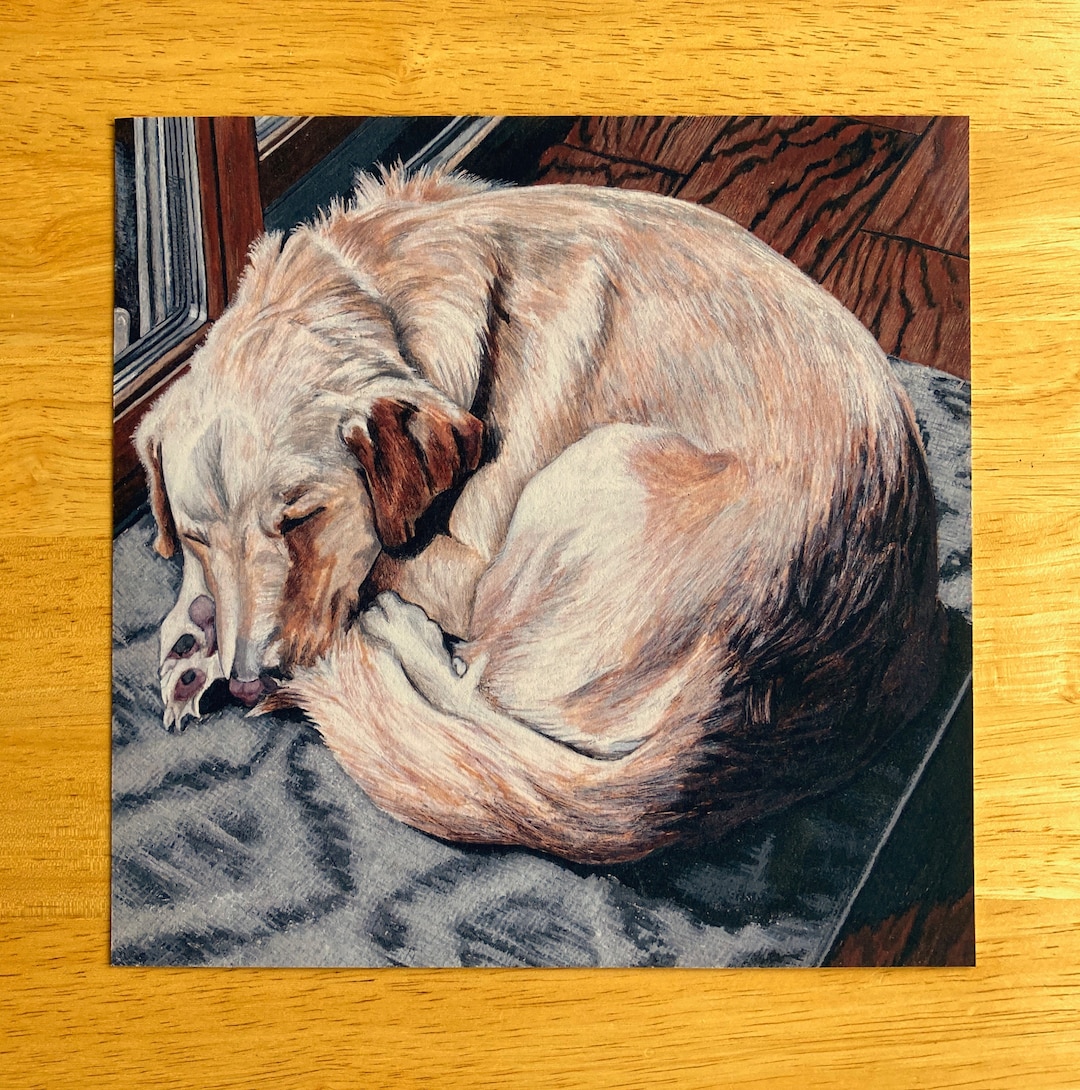 Sleeping Dog Art Print 8x8" Pen and Ink Drawing Yellow Labrador ...