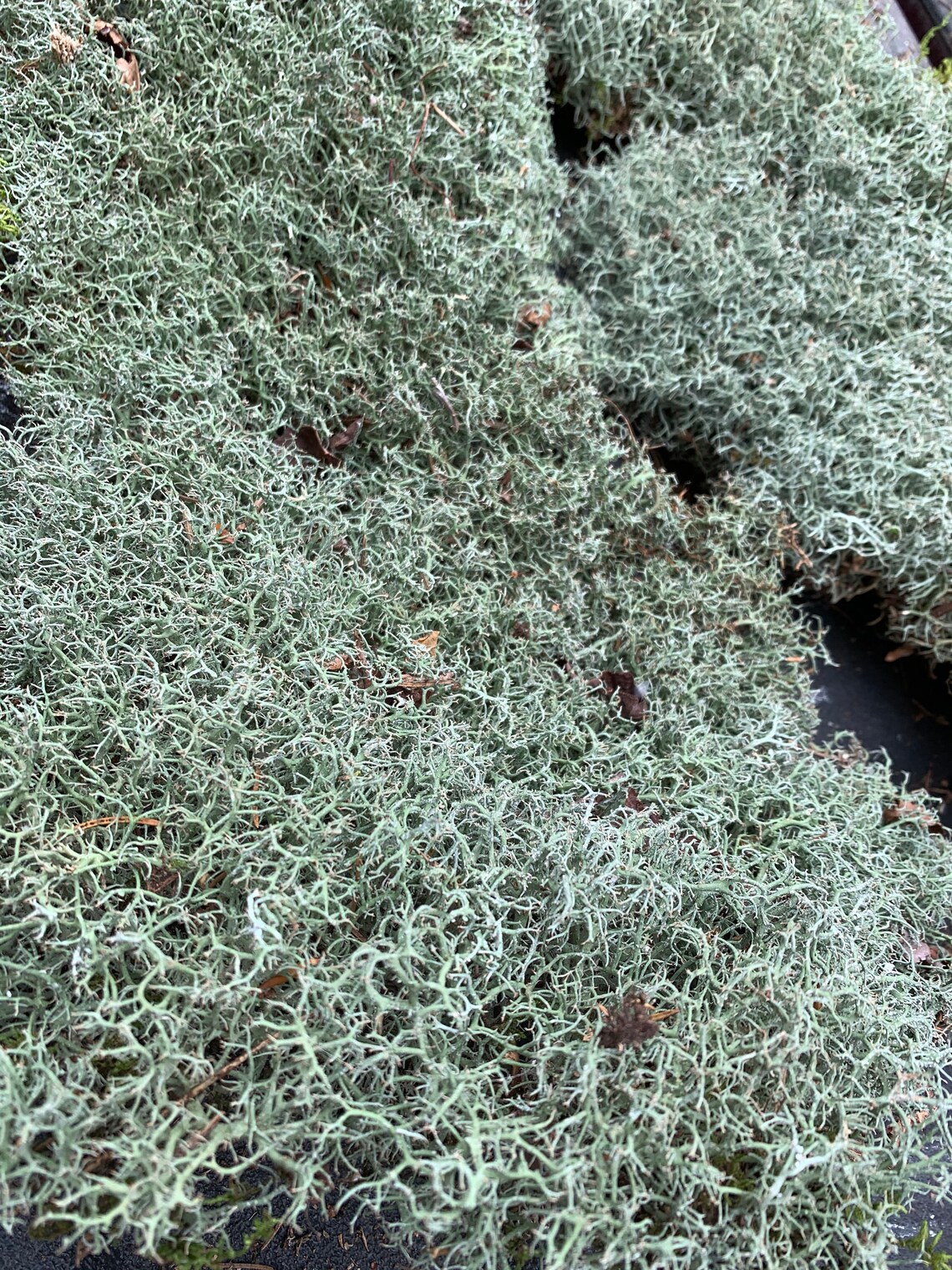Reindeer Moss Crafting Preserved Moss - Etsy