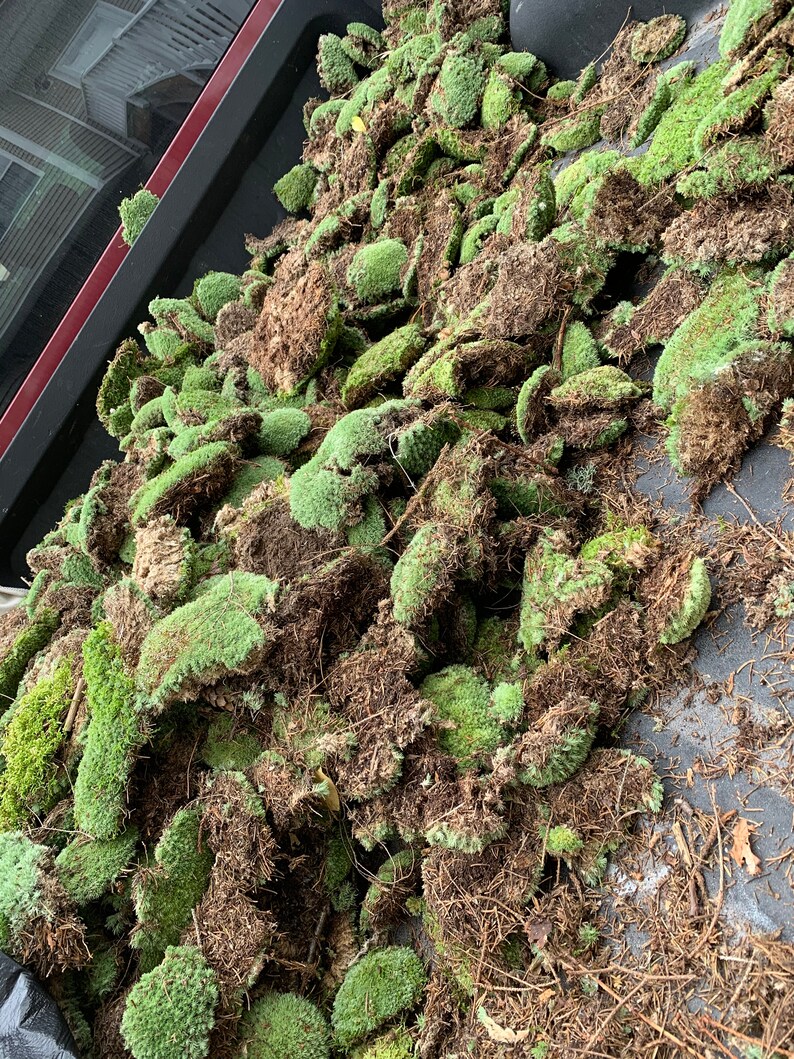 Reindeer Moss Crafting Preserved Moss - Etsy