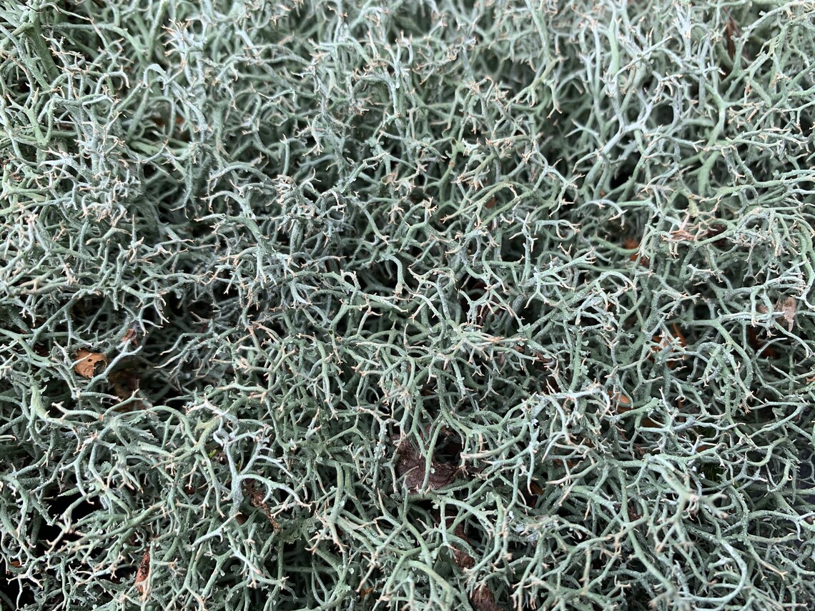 Reindeer Moss Crafting Preserved Moss - Etsy