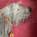 Art Assemblage Animal - Etsy