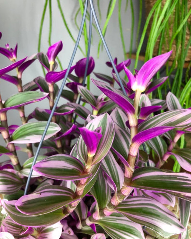 Tradescantia Nanouk; Silver Inch Plant; - Etsy UK