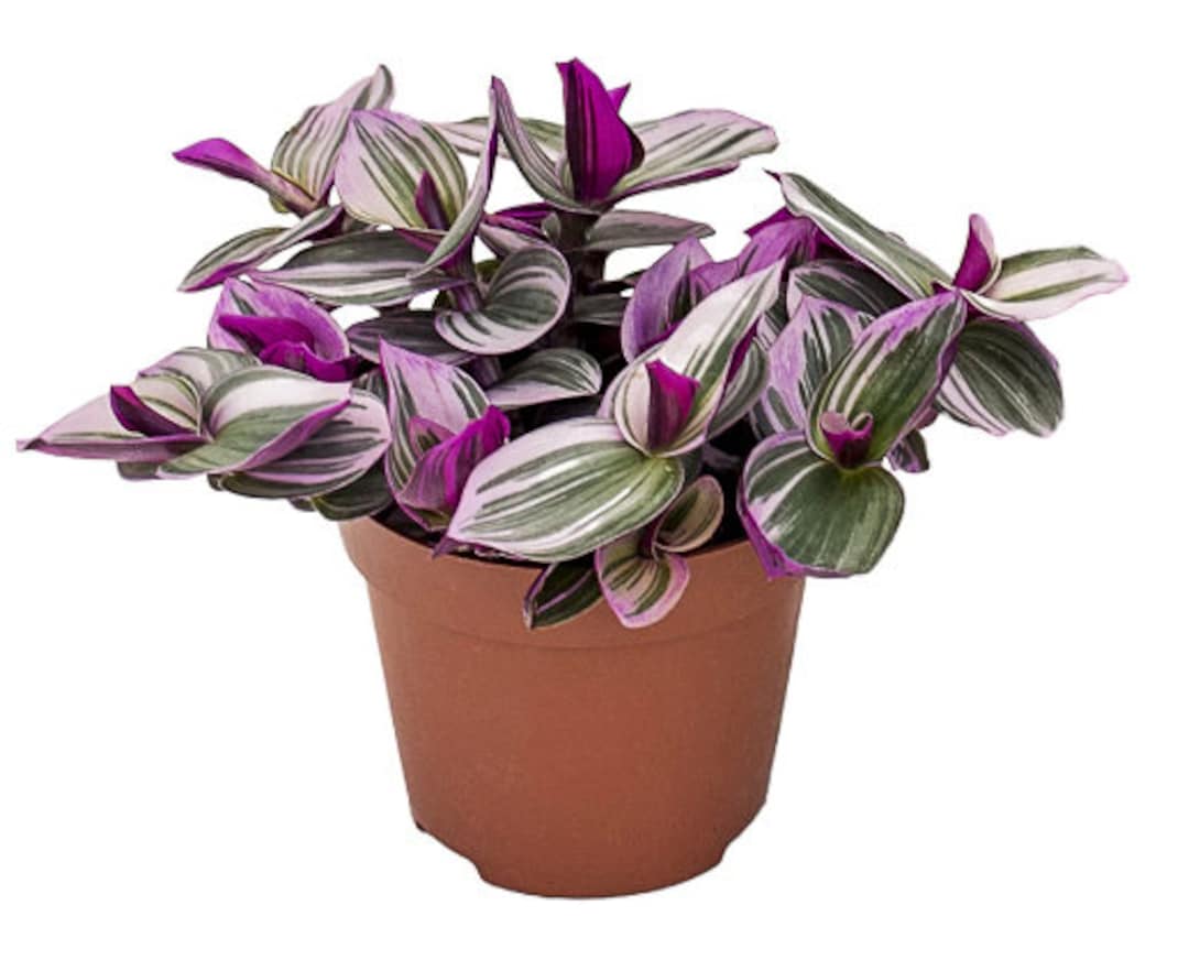 Tradescantia Nanouk; Silver Inch Plant; - Etsy UK