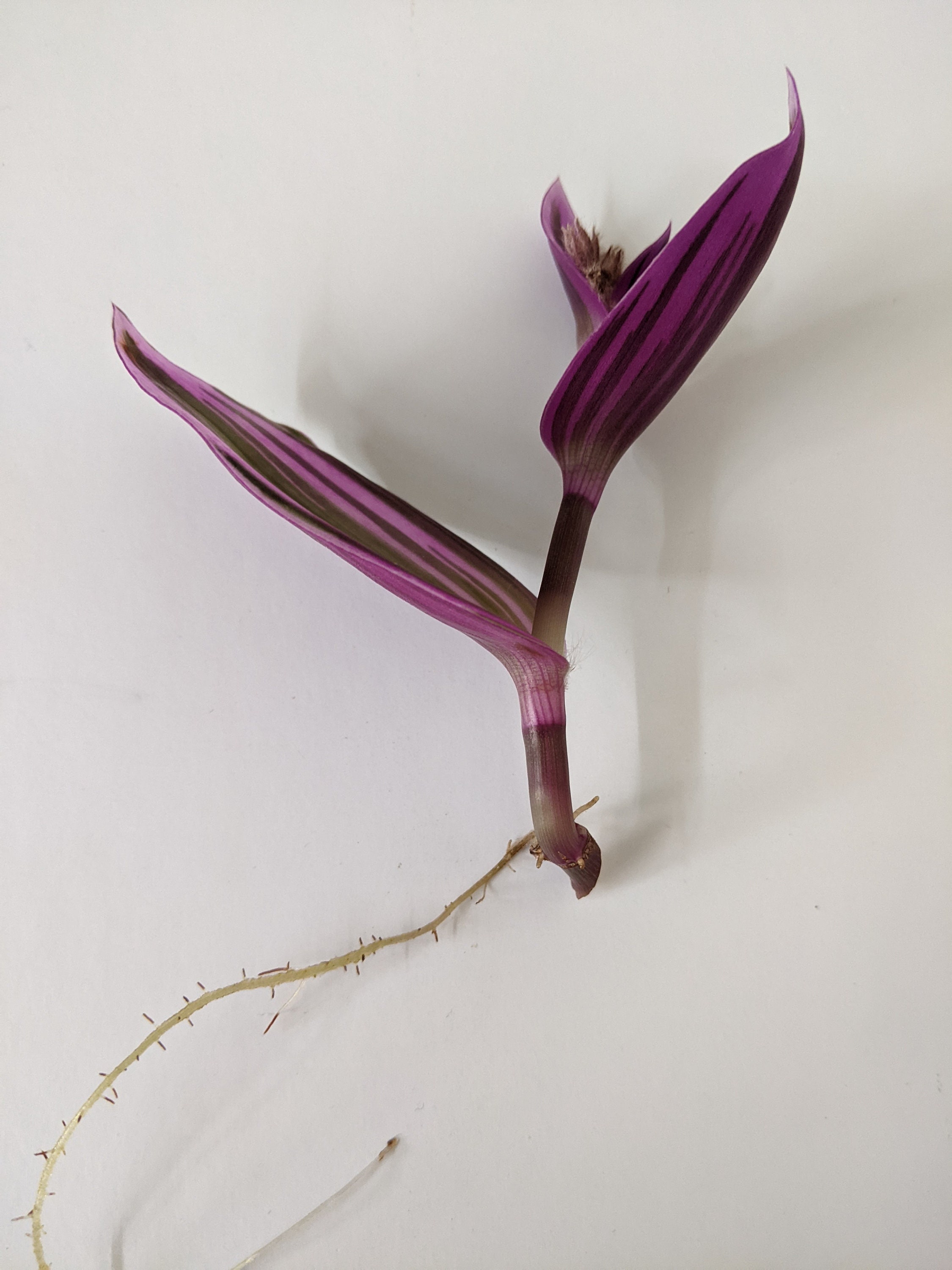 Tradescantia Nanouk; Silver Inch Plant; - Etsy UK
