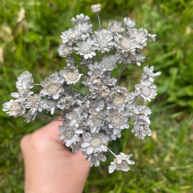 Gray Flowers - Etsy