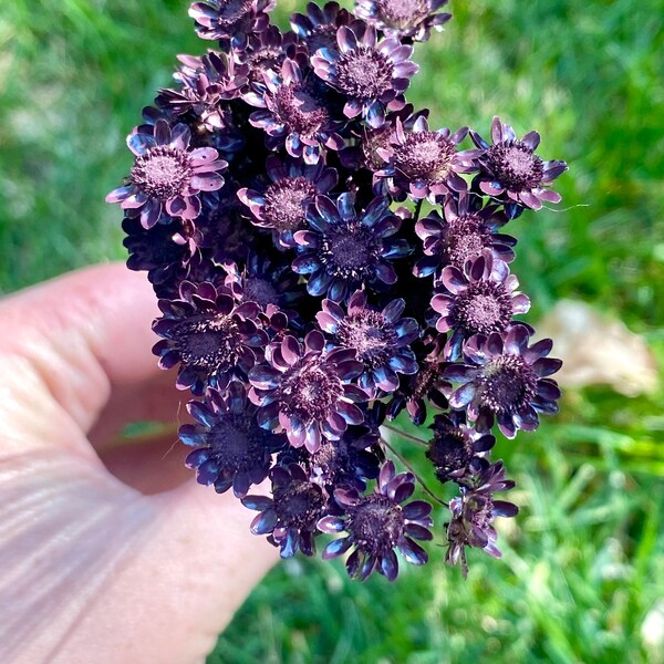 Deep Purple Flowers - Etsy