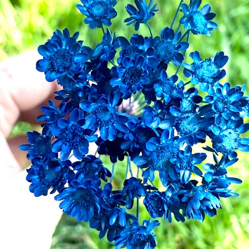\-50 stems Dark Cobalt blue star flower Craft Supplies & Tools Tools ...